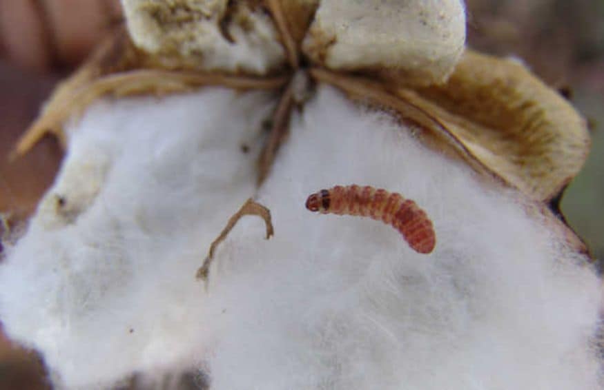 Not Just Locusts, These Deadly Bugs Are Equally Harmful to Crop Yield ...