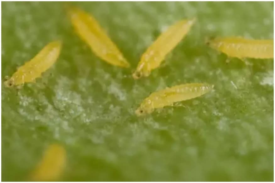Not Just Locusts, These Deadly Bugs Are Equally Harmful to Crop Yield ...