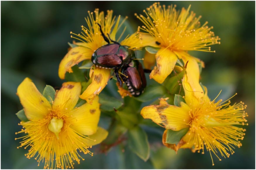 Not Just Locusts, These Deadly Bugs Are Equally Harmful to Crop Yield ...