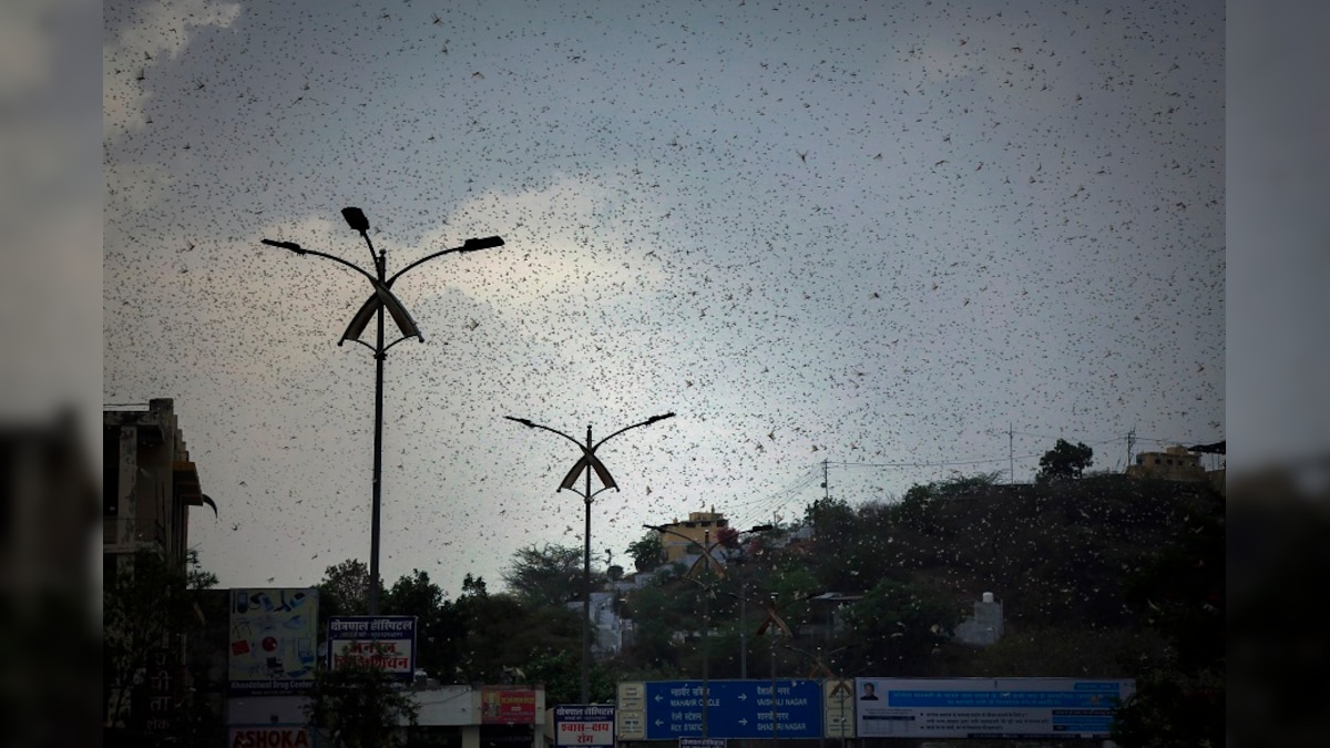 Officials Fear Another Locust Attack in Weeks, Swarms May Enter from ...