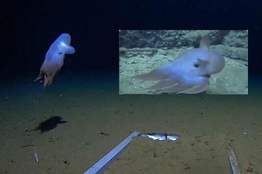 Scientists Name World's Deepest Octopus 'Dumbo' after Disney Elephant ...