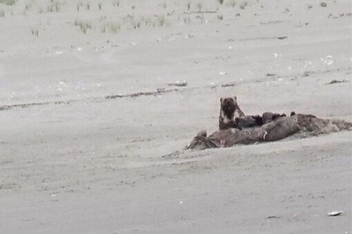 Rare Wolverine Spotted on a Beach in Washington, Leaves Officials ...