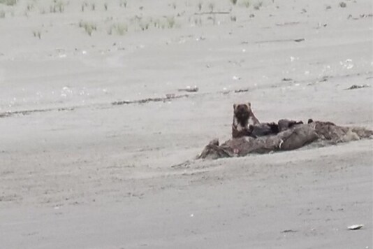 Rare Wolverine Spotted On A Beach In Washington Leaves Officials Stunned