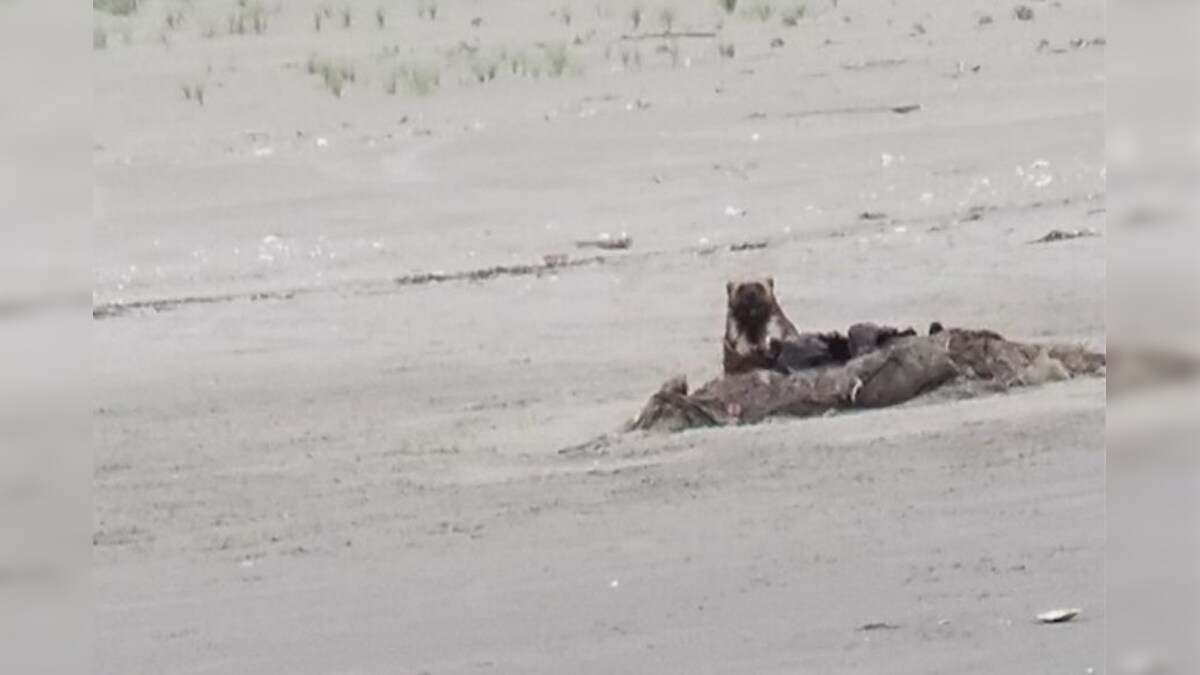Rare Wolverine Spotted on a Beach in Washington, Leaves Officials Stunned