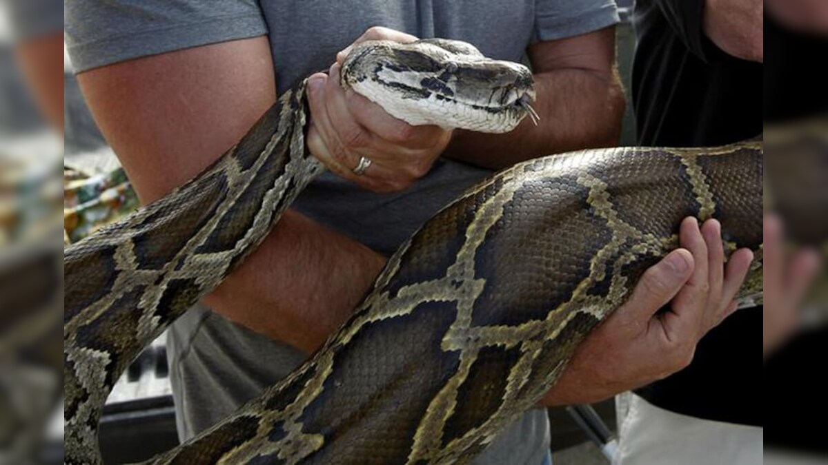 15-Foot Python Swallows a Peacock Whole in Haryana, Terrified Villagers ...