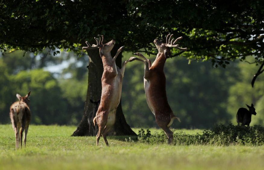 Wild Animals Are Strolling Public Places During Coronavirus Lockdown ...