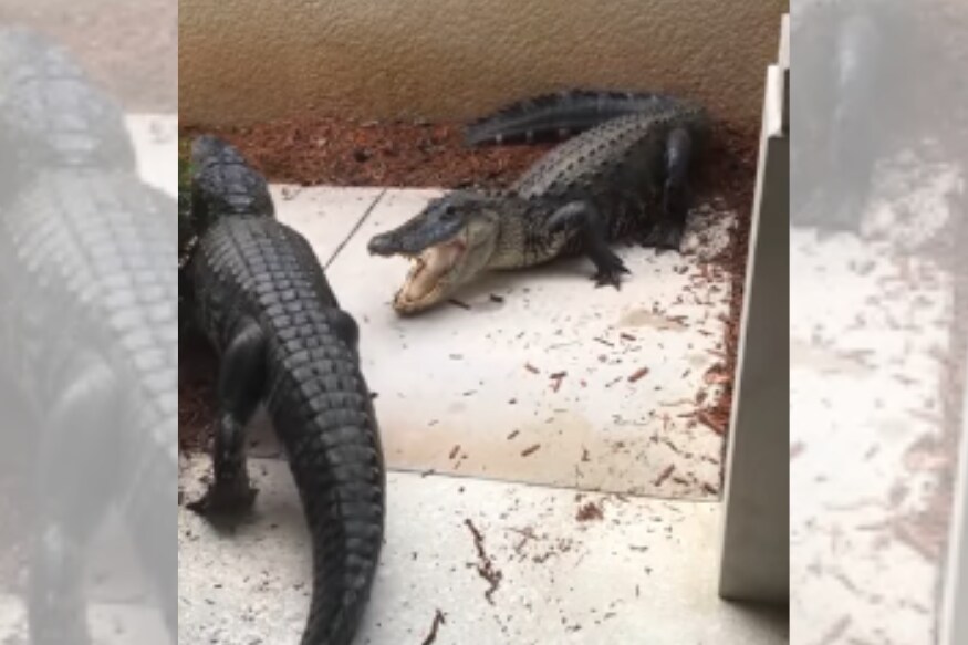 WATCH: Florida Woman Comes Face to Face With Two Alligators Fighting at ...