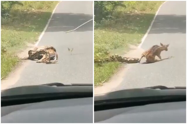 Act of Kindness? Video of Humans Rescuing Deer from Giant Python Leaves ...