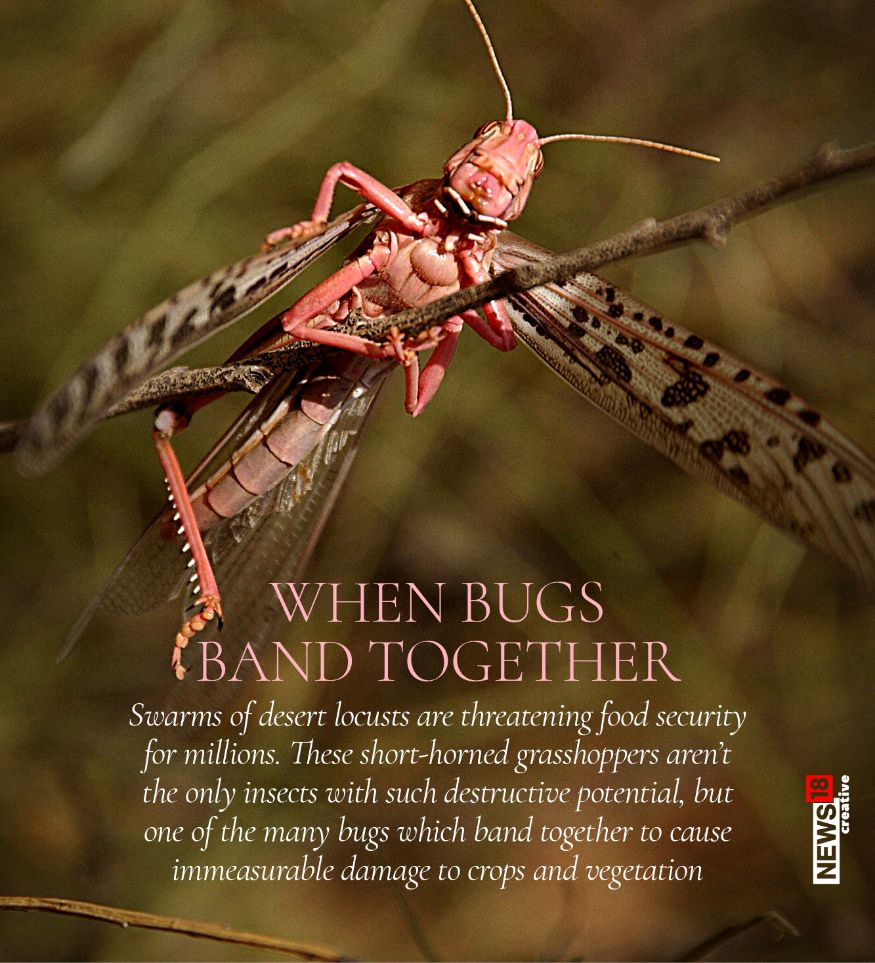 Deadly Bugs That Can Cause Immeasurable Damage to Crops & Vegetation ...