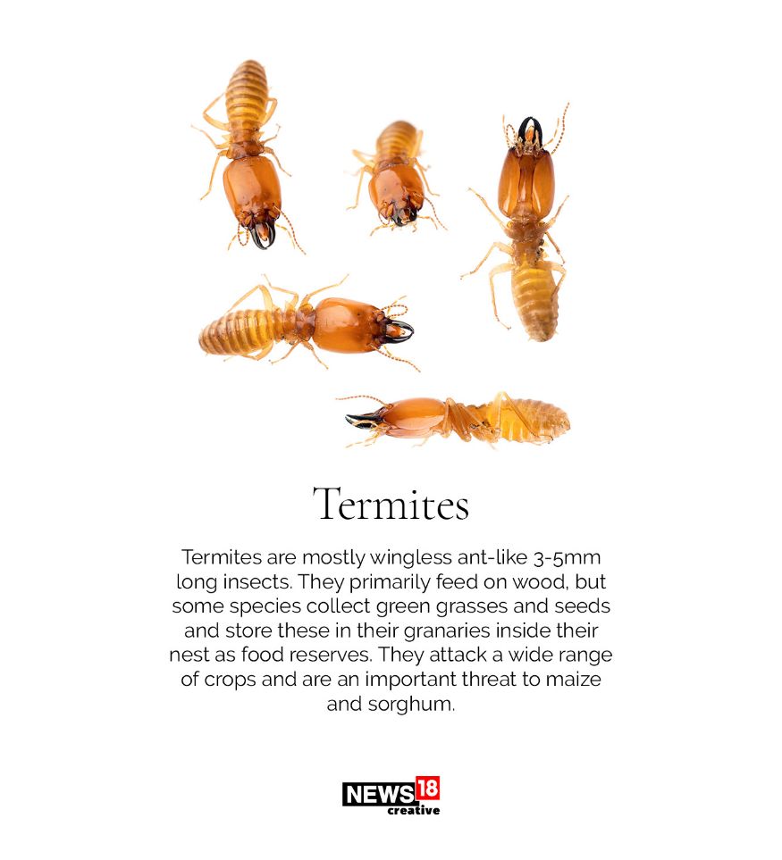 Deadly Bugs That Can Cause Immeasurable Damage to Crops & Vegetation ...