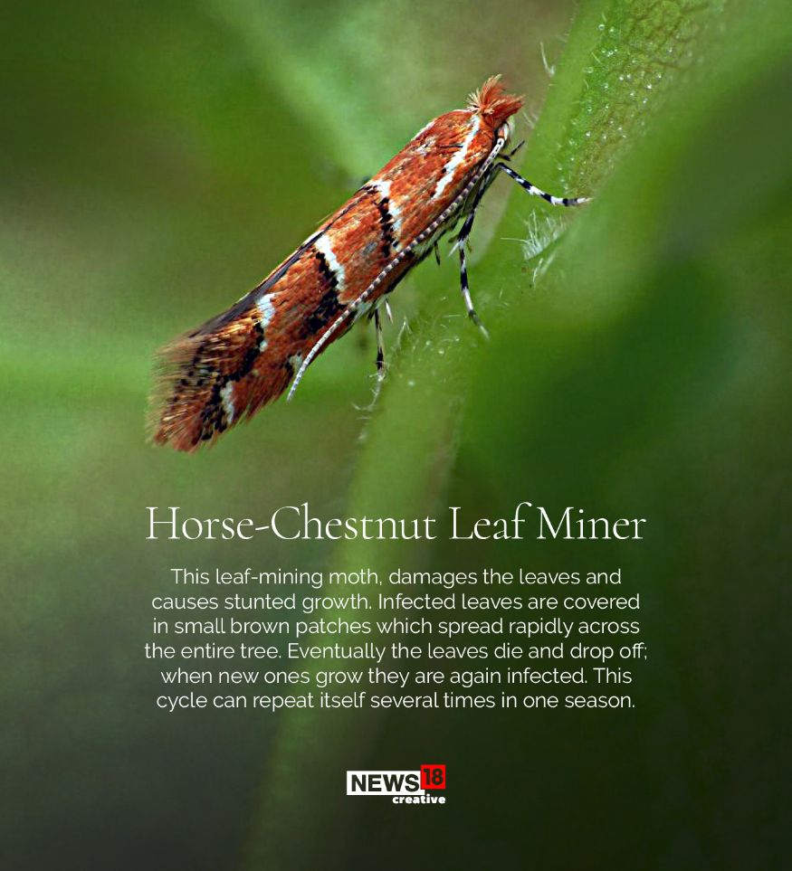 Deadly Bugs That Can Cause Immeasurable Damage to Crops & Vegetation ...