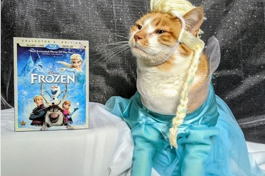 US Library Dresses Resident Cat on Its Birthday as Else from Disney’s ...