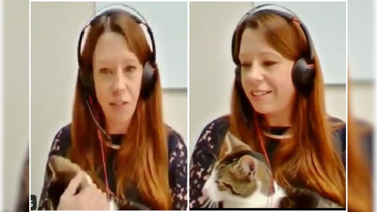Unexpected Intruder: Cat Interrupts UK Parliamentary Committee's Video ...