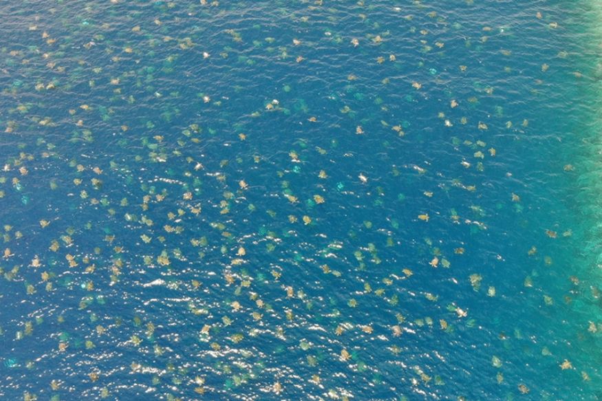 World's Largest Colony of Nesting Green Turtles is Twice as Big as ...