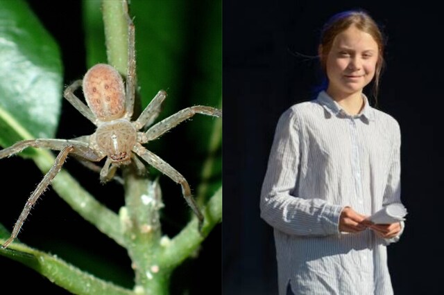 Newly Discovered Spider Species Named After Climate Change Activist ...