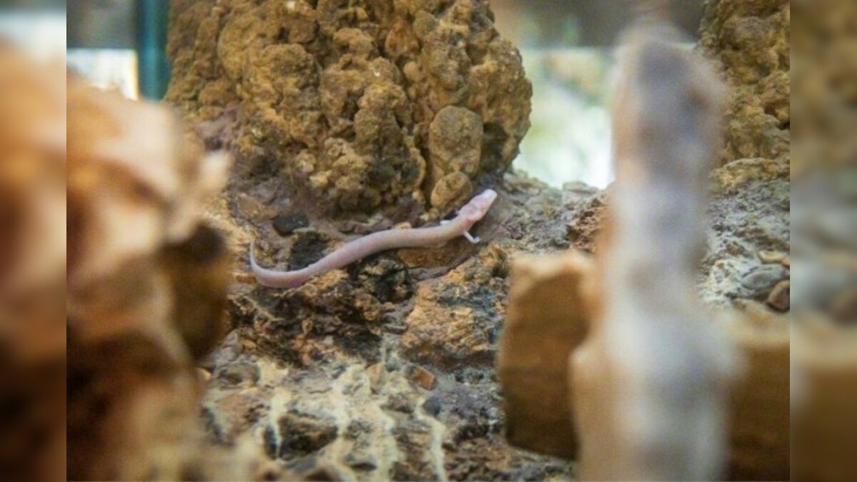 Real Life Game of Thrones? Rare Baby Dragons Have Just Gone on Display ...