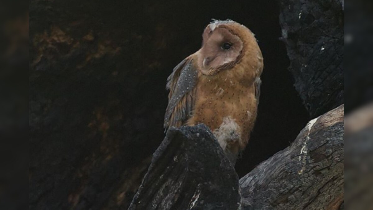 Flight Fury: Black Kite and Barn Owl Fight over Agra Fort, Injured Bird ...