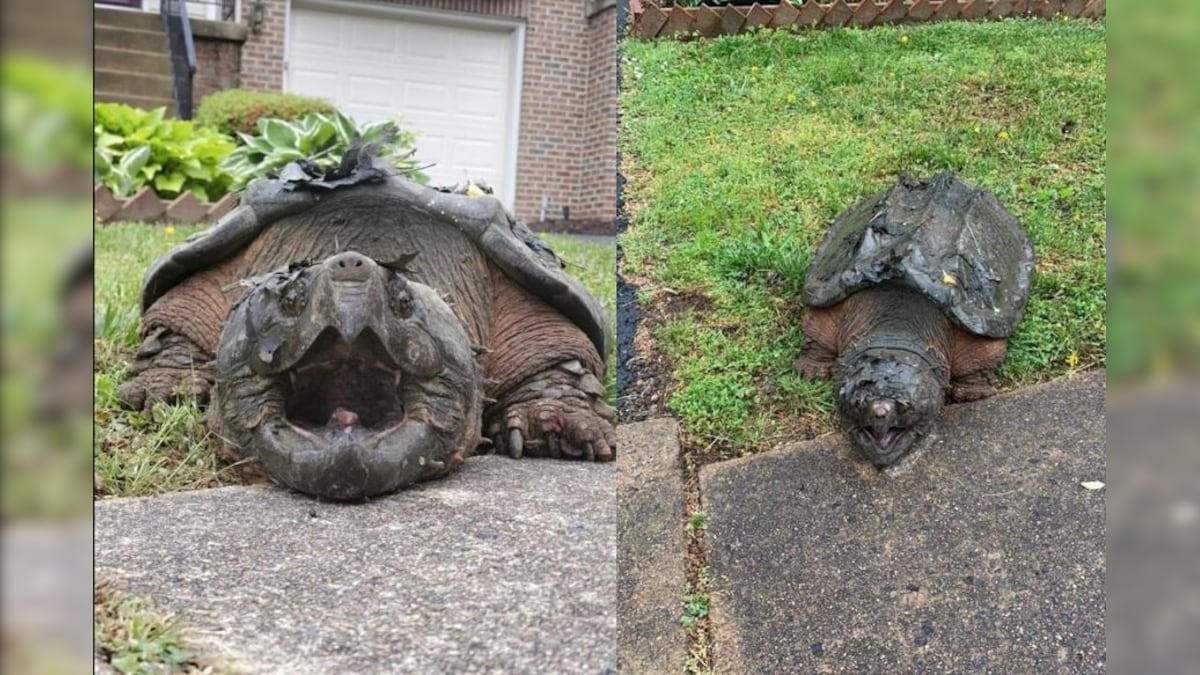 29 kg Alligator Snapping Turtle Named 'Lord Fairfax' Caught Freaking ...