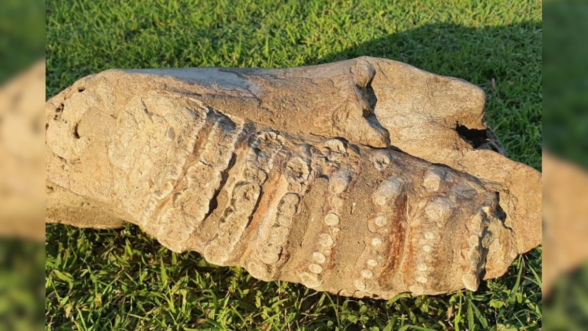 UP Officials Discover 5-Million-Year-Old Elephant Fossils While ...