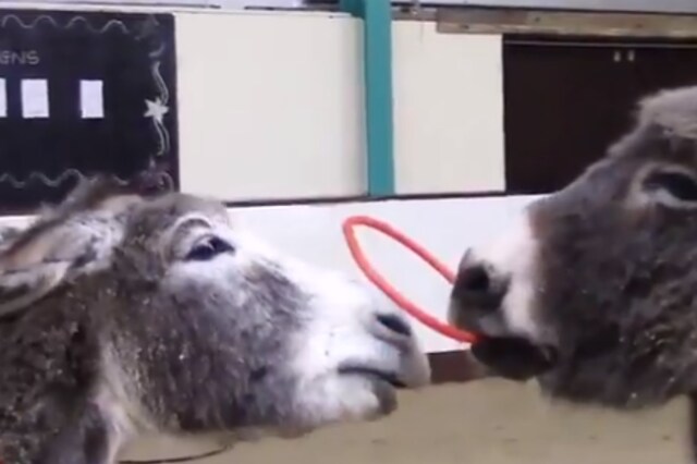 Viral Video of Donkey BFFs is Giving Netizens Serious Friendship Goals ...