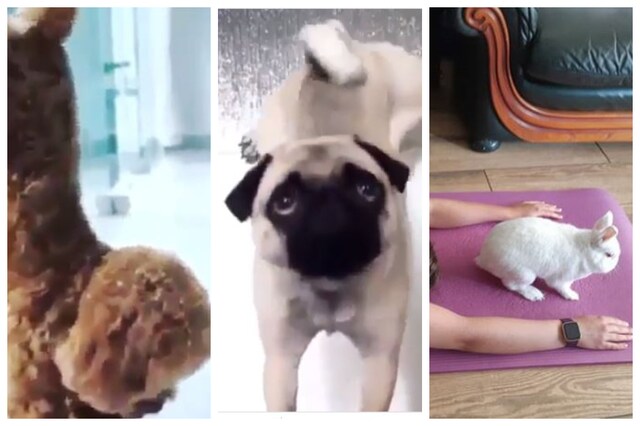 WATCH: These Animals Have Gracefully Mastered the Art of Yoga Poses ...