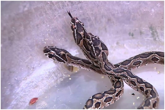 Proud Mom? Russell's Viper Delivers Litter of 35 Snake Babies in Tamil ...