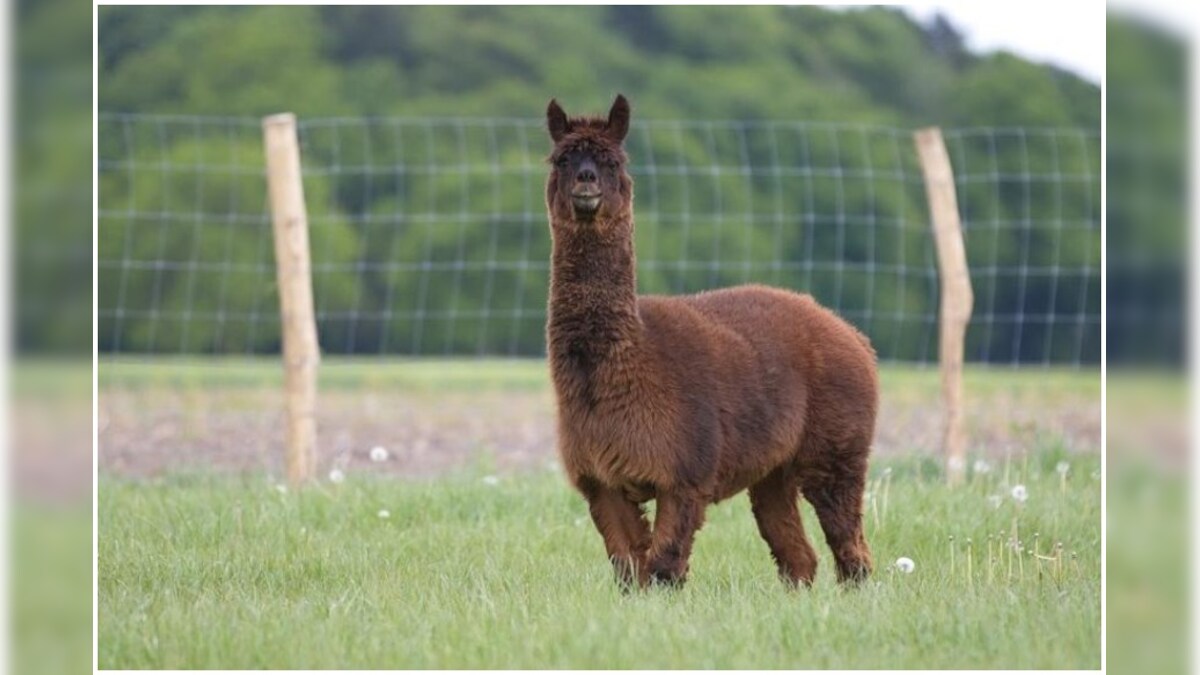 Scientists Identify 'Nanobodies' from Llamas That Can Neutralise ...