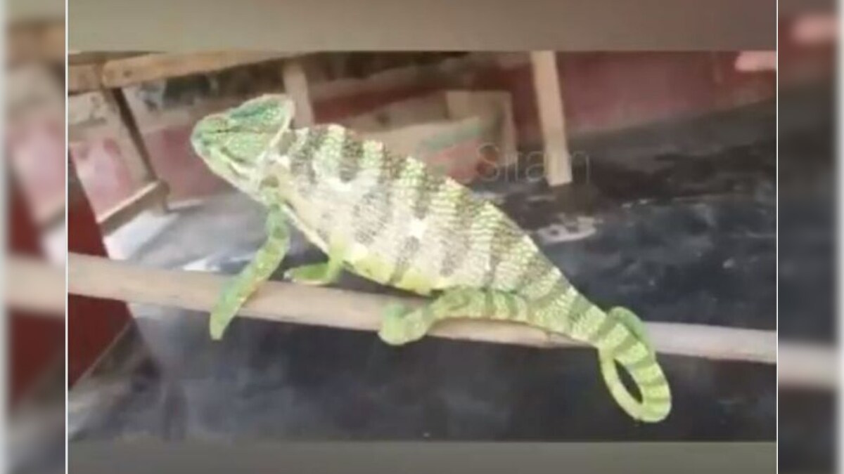 Rare Species of Chameleon Rescued in Odisha - News18