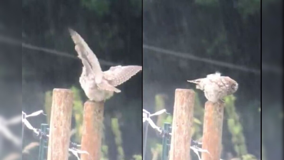 Watch: Tidy Owl Takes a Long Shower Before Tucking into a Mouse for ...
