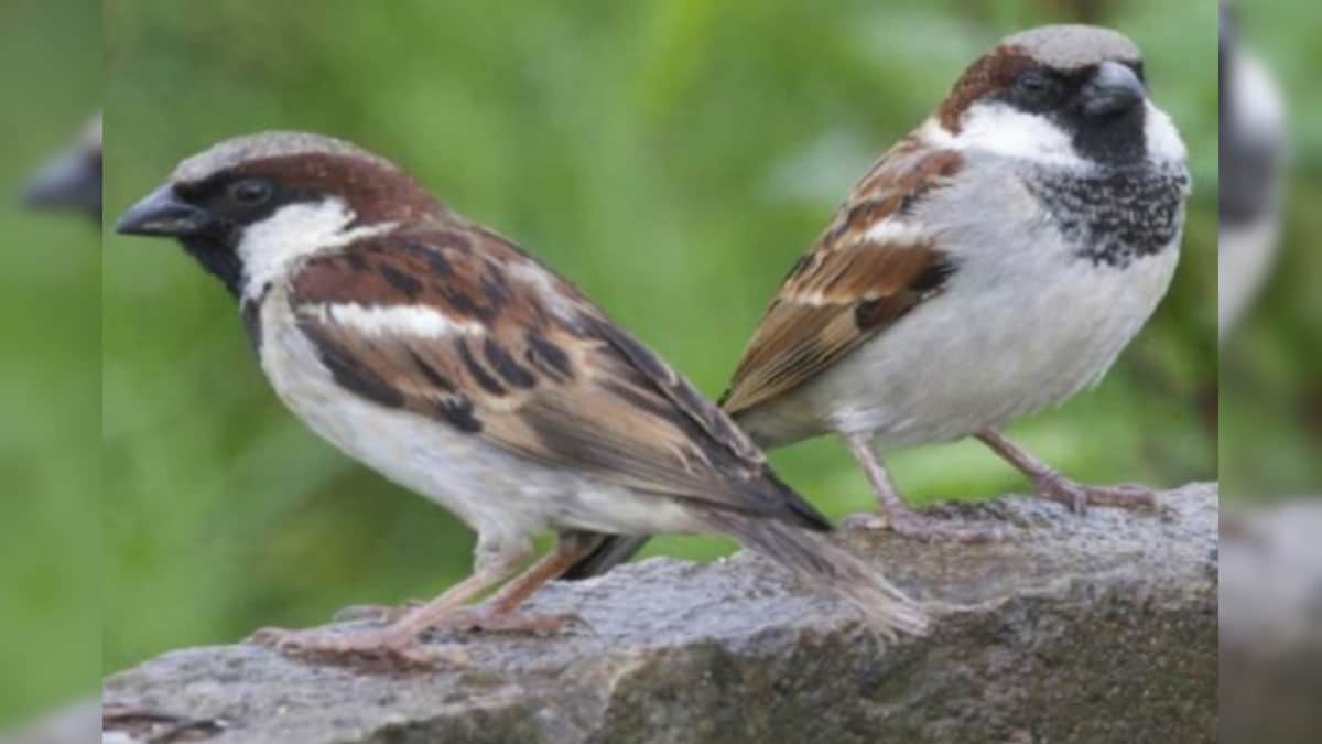 Why Canadian Sparrows Have Changed Their Signature Tune From Three ...