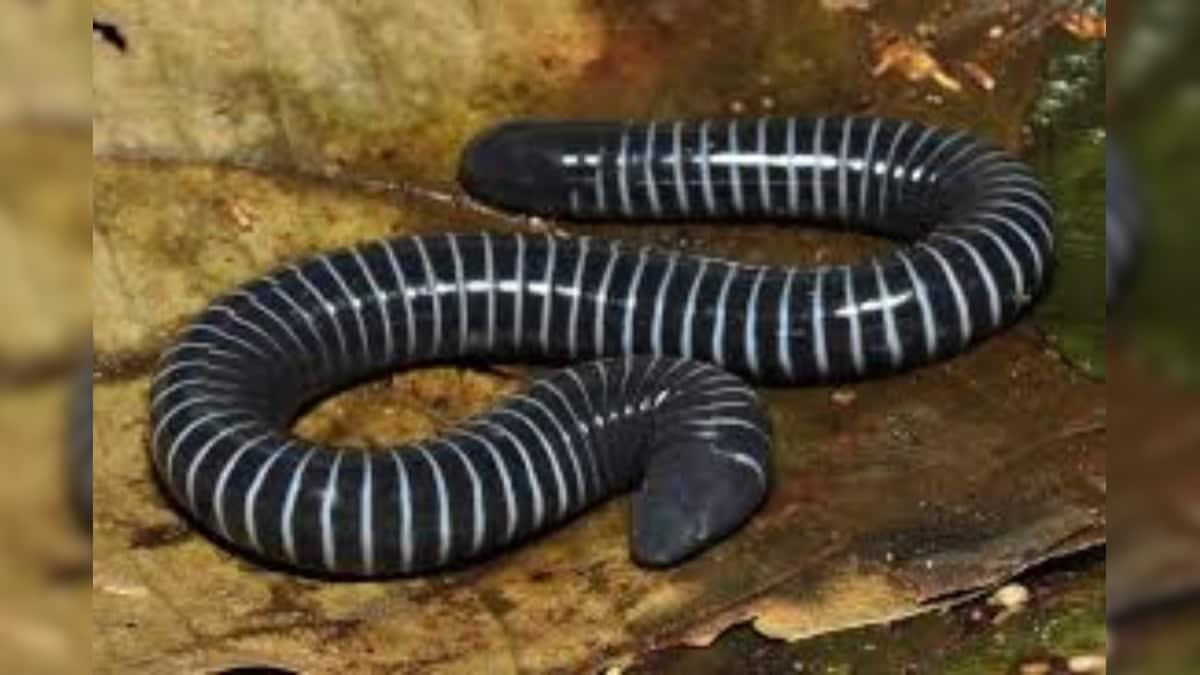 Scientists Discover New Species of Amphibians with Snake-Like Venom ...
