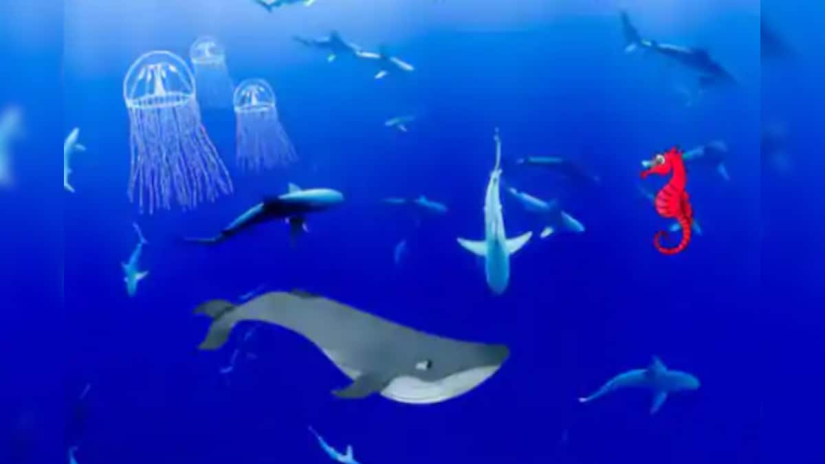 Environmental DNA in Water Can Be Used to Count the Number of Fish - News18