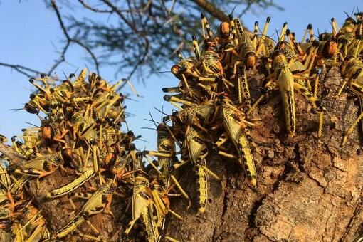 Crunch: With Every Step a Familiar Sound; Africa's Locust Outbreak ...