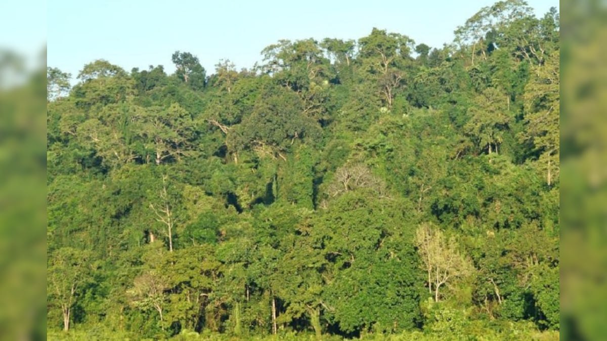 Assam to Upgrade Dehing Patkai Forest to National Park ...