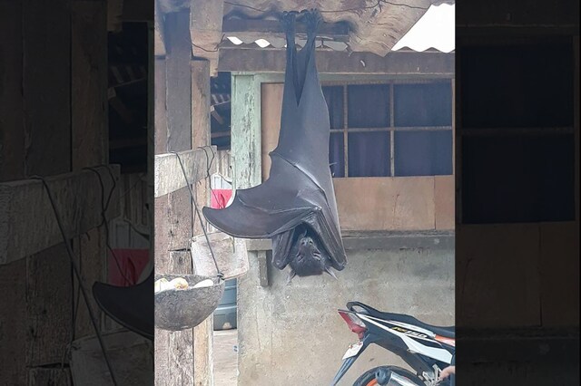 Photos of a 'Human-Sized' Bat in Philippines Go Viral. But is it Real ...