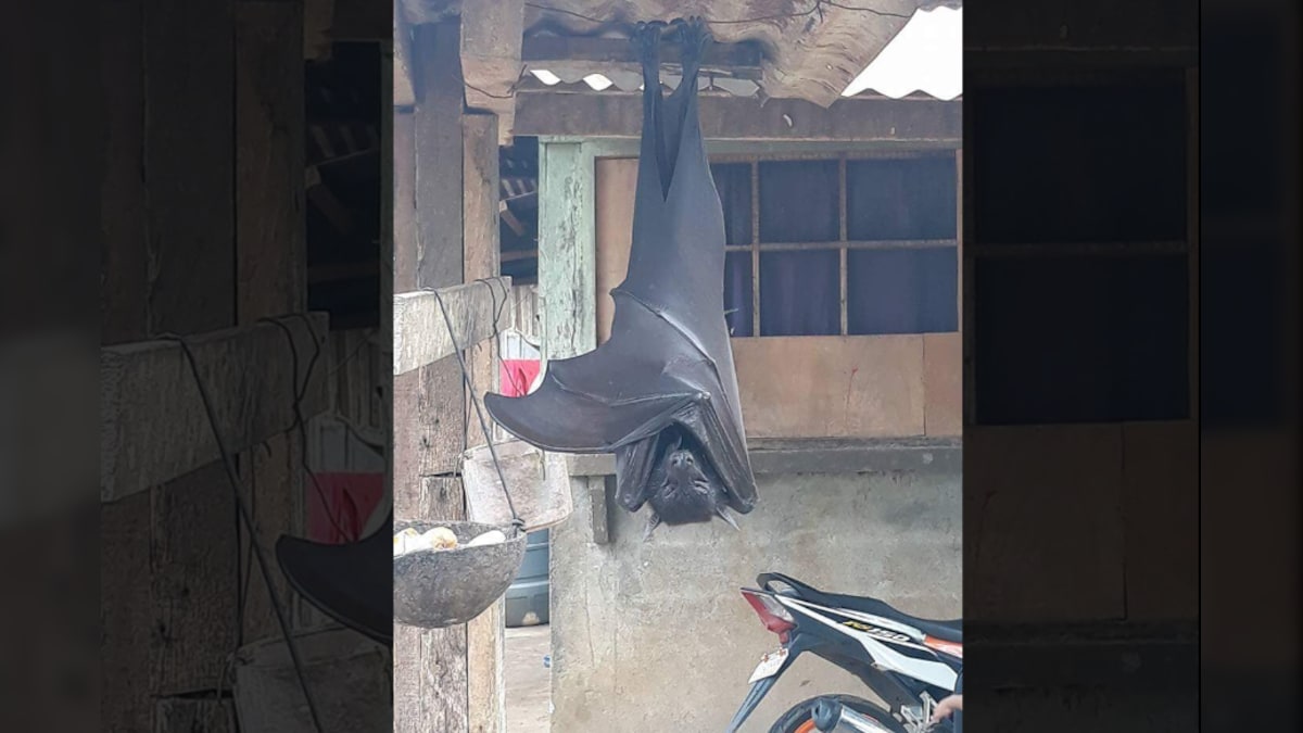 Photos of a 'Human-Sized' Bat in Philippines Go Viral. But is it Real?