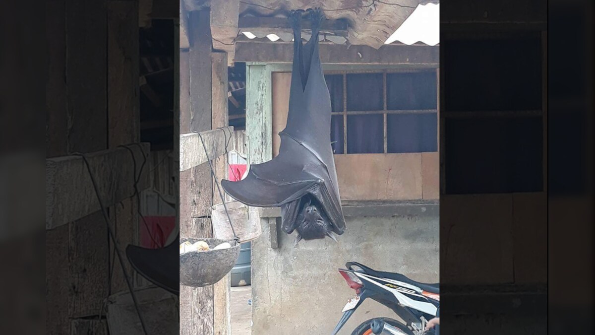 Photos of a 'Human-Sized' Bat in Philippines Go Viral. But is it Real ...