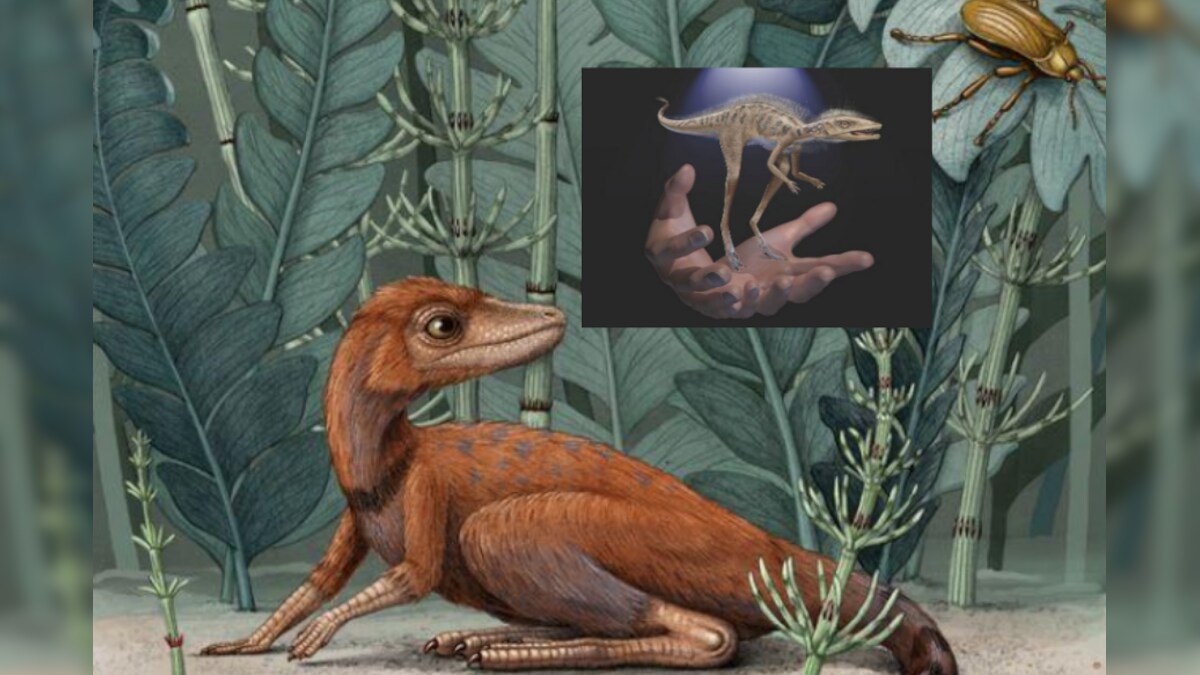 'Tiny Bug Slayer': Pocket-sized, Insect-eating Dinosaur Ancestor ...