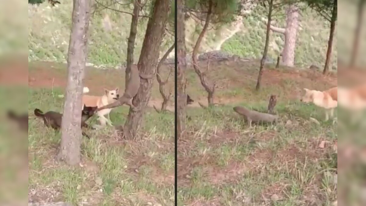 Watch: This Monitor Lizard vs Dogs Fight in Uttarakhand Has an ...