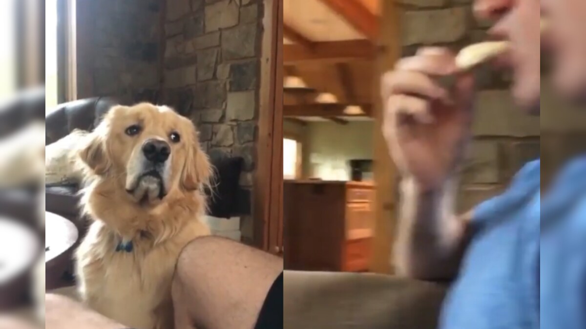 WATCH: Hungry Doggo Staring Quietly as its Human Munches on Will Make ...