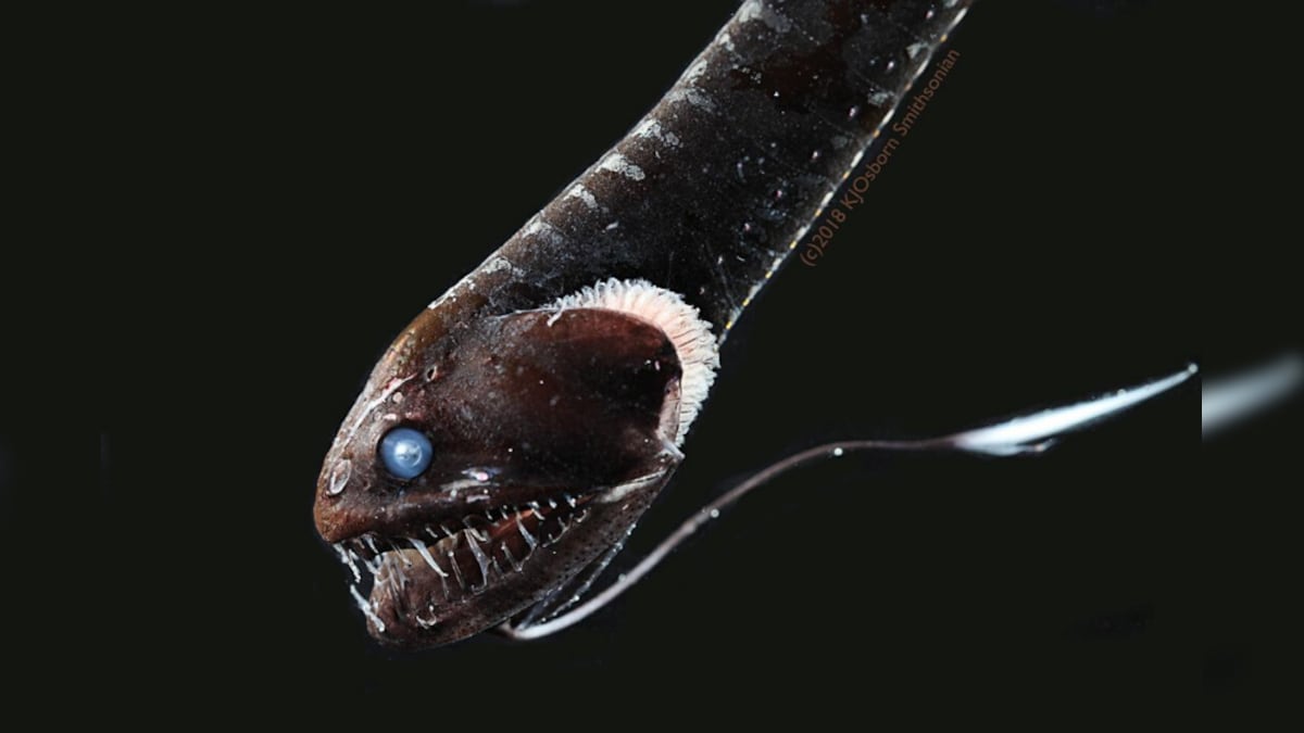 Scientists Have Discovered the Secrets of the Ultra-Black Fish in the ...