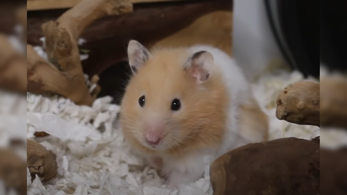 European Hamster Deemed 'Critically Endangered', May Go Extinct in Next ...