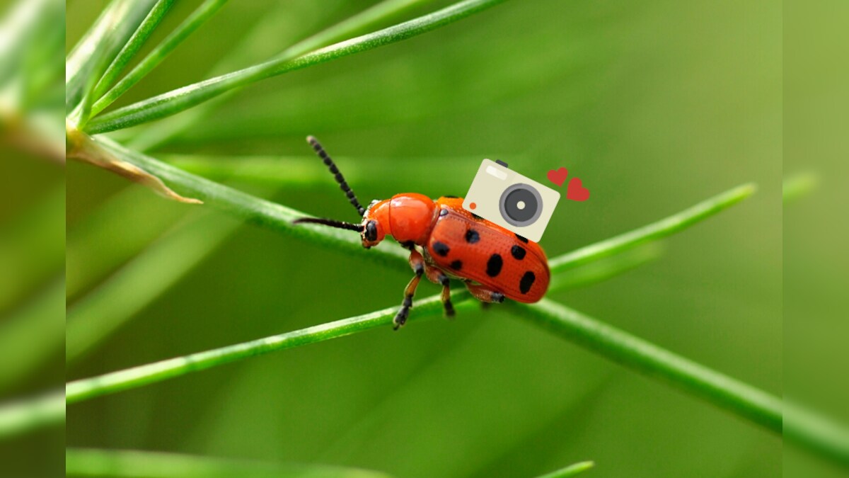 Scientists Have Created a Camera So Light and Tiny, That Beetles Can ...