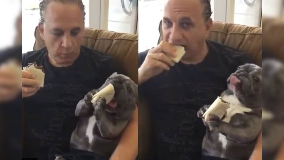 Watch: Viral Video of Dog and Man Gulping Down Burritos Together Amuses ...