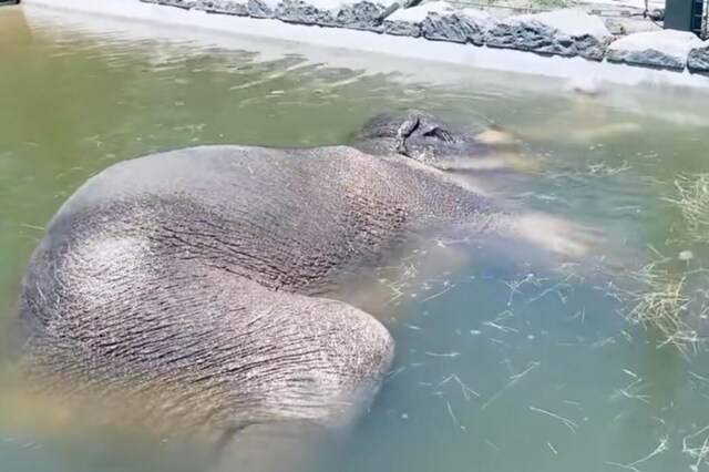 WATCH: This Elephant Taking a Nap in Pool before Swimming is Mood - News18