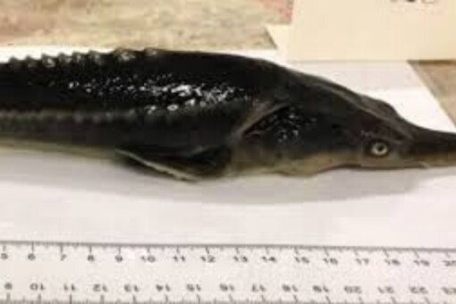 Scientists Create New Species of Struddlefish after 'Accidentally ...