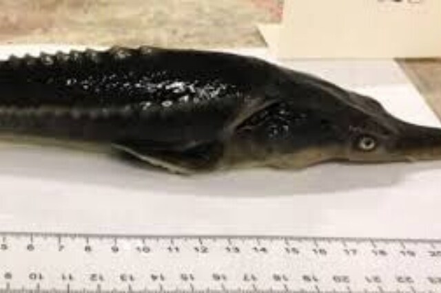 Scientists Create New Species of Struddlefish after 'Accidentally ...