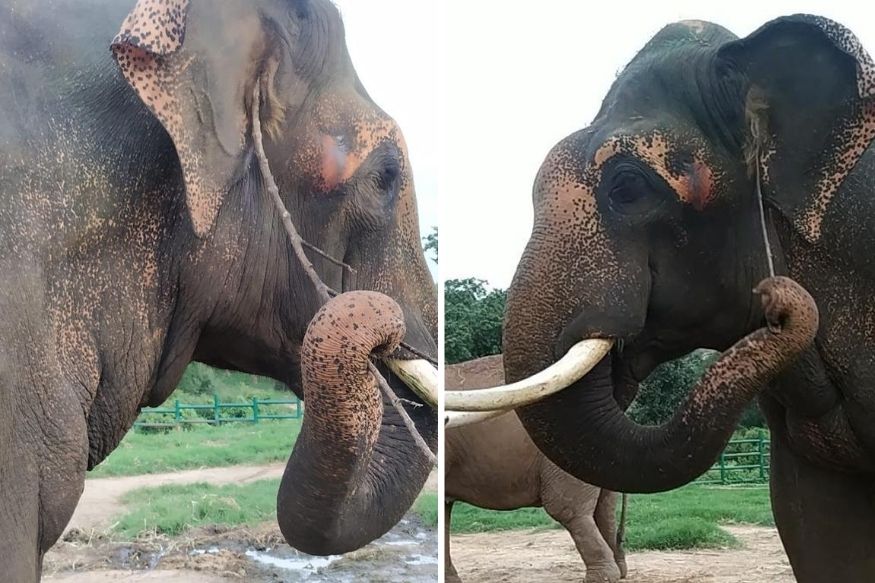 Elephants in Bengaluru Zoo Are Scratching Themselves with Twig Tools ...