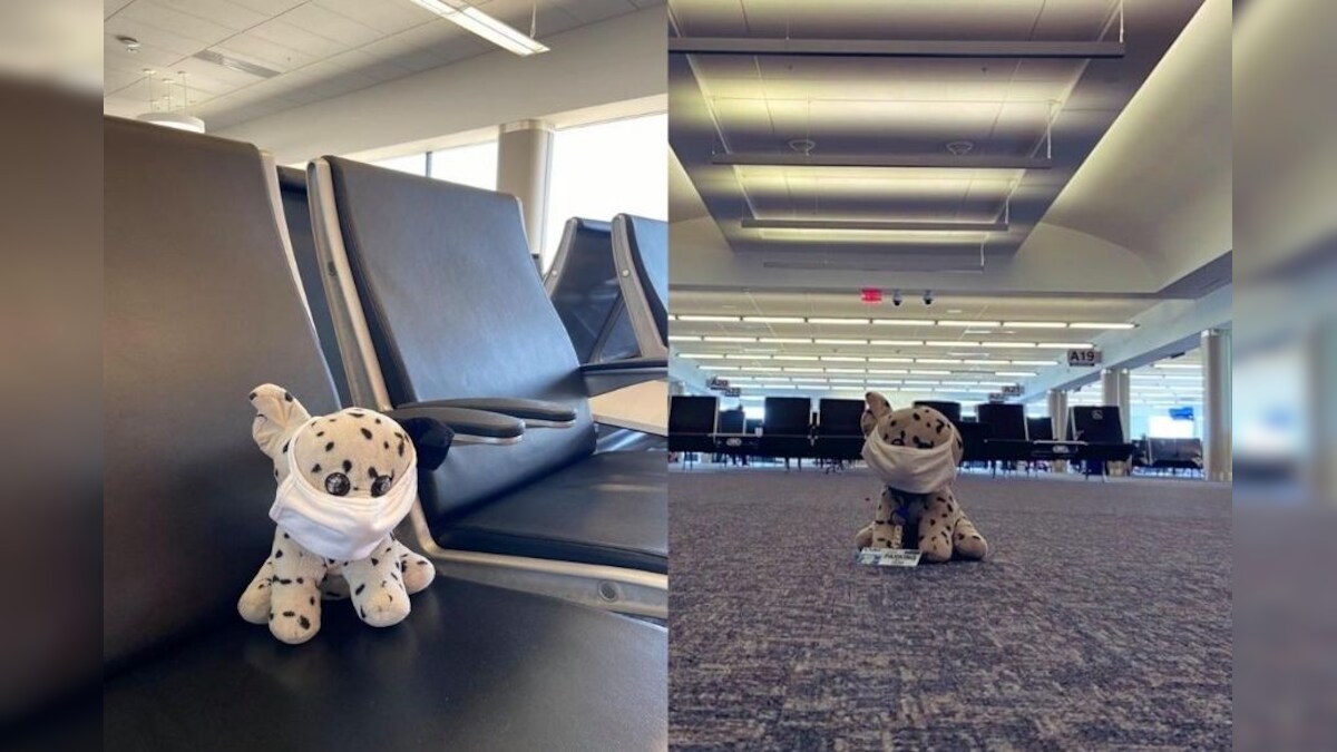 'Special' Toy Dog That Got Lost Returns Home to Florida with Help of ...