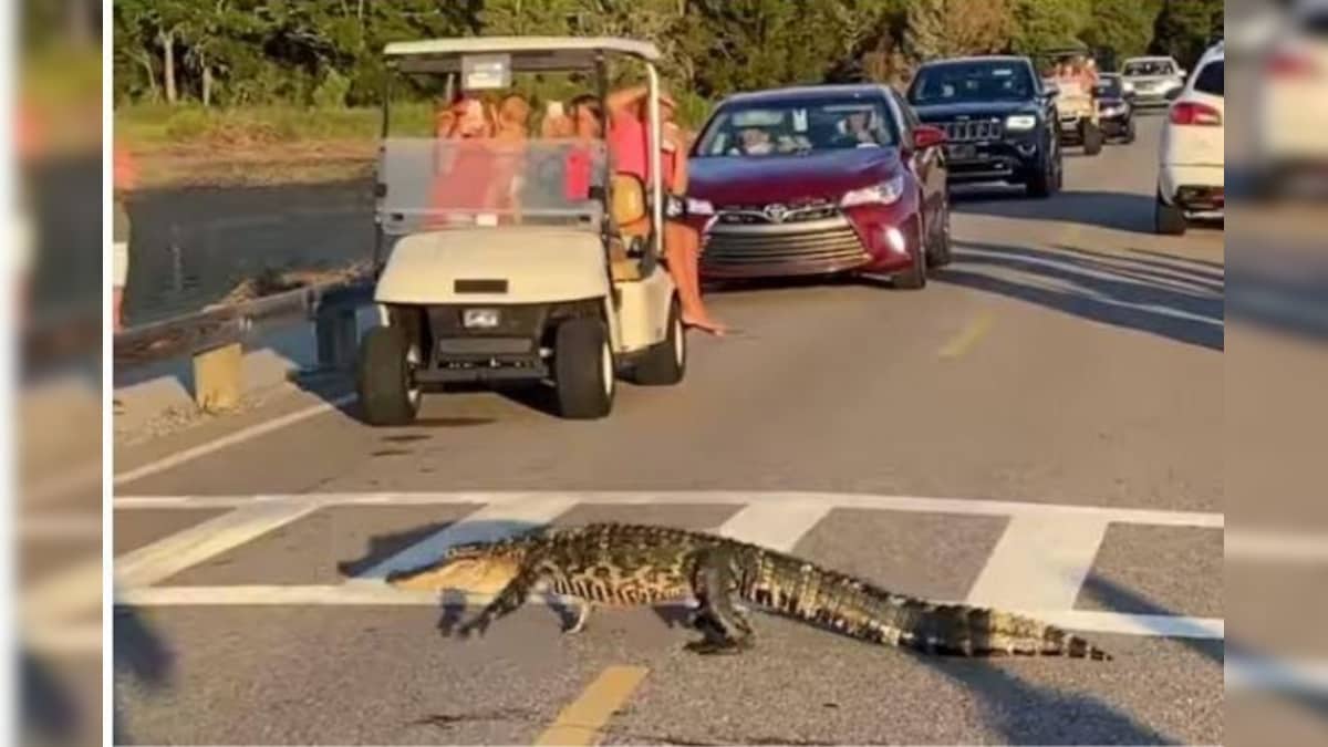 Group of Alligators Safely Crossing the Road Brings Traffic to a Halt ...